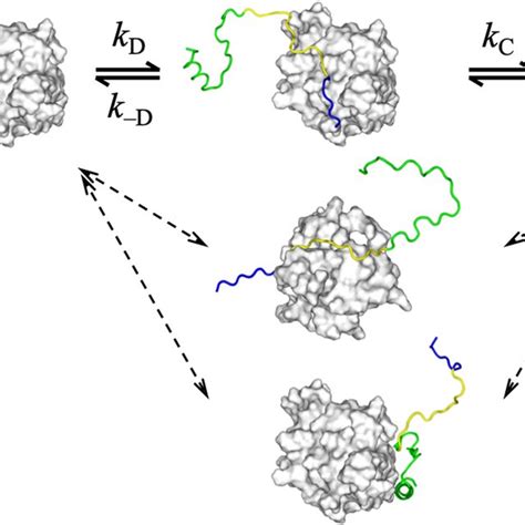 Multiple Pathways For The Binding Of An Intrinsically Disordered