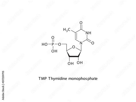Tmp Thymidine Monophosphate Nucleotide Molecular Structure On White