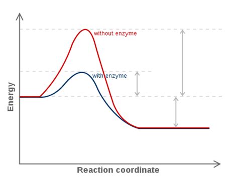 Enzyme Catalyzed Reaction Diagram Quizlet