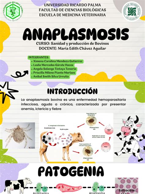 Anaplasmosis Descargar Gratis Pdf Medicina Clinica Especialidades Medicas