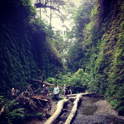 Fern Canyon Jurassic Park Scene Ljxd