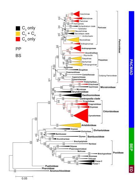 Classification Ausgrass2 Classification Ausgrass2
