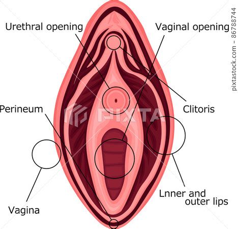 Female Reproductive Anatomy External