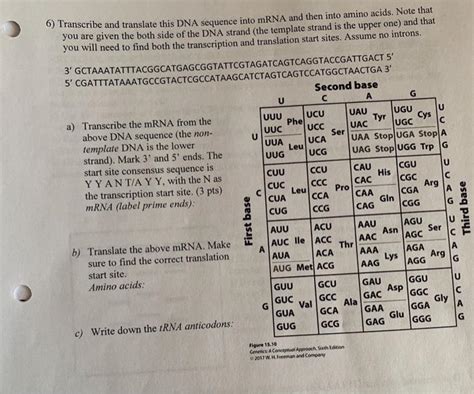 Solved 6 Transcribe And Translate This DNA Sequence Into Chegg Com