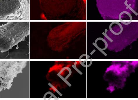 Cross Sectional Sem Micrographs And K Edge Maps Of Intercalated Cf Download Scientific Diagram