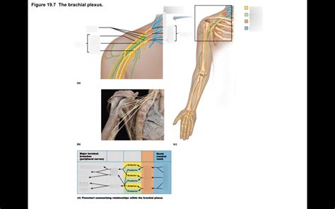 10 Brachial Plexus Diagram Quizlet