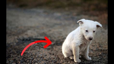 ბიჭმა დილით თავის ძაღლს დაუყვირა საღამოს კი ეს სანანებელი გაუხდა ეს ყველამ უნდა გაითვალიწინოს