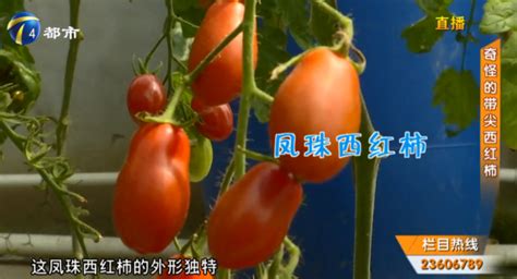 青中带红西红柿个个带尖新品种还是打激素 腾讯新闻