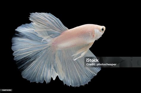 흰 베타 물고기 이동 순간 아름다운 멋진 하프 문 베타 싸우는 물고기 검은 배경에 Siam Betta 물고기 가축에 대한 스톡 사진 및 기타 이미지 Istock