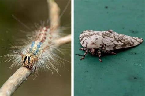 Tree Killing Pest Is Spreading 5 Nj Counties Recommended For Treatment