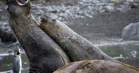 Postcards From Ngland Elephant Seal Sex South Georgia And Antarctica