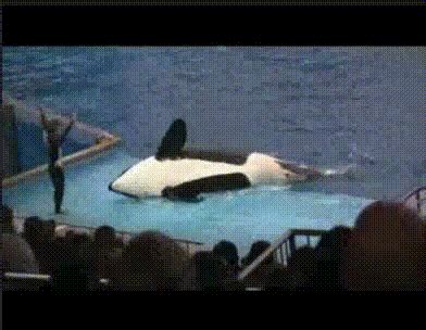 Shamu S Get The Best  On Giphy