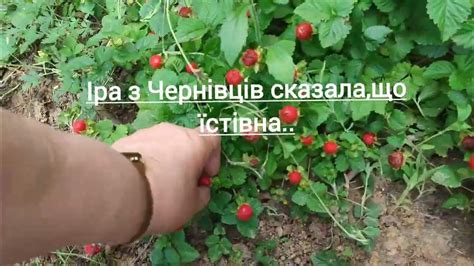 Поспішаю до свого майстра З нову гуляємо по своїй вулиці Youtube