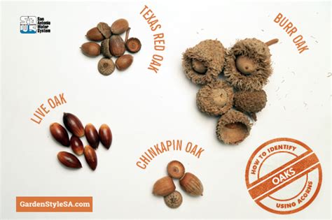 How To Identify Oaks Using Acorns Garden Style San Antonio