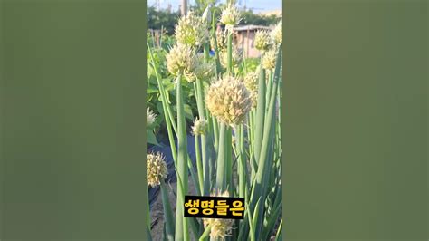 다담 굼벵이 농장의 하루를 시작합니다농장굼벵이엑기스감자포도야채 Youtube