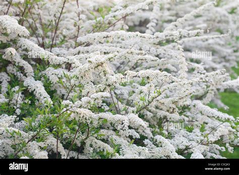Кустарник с белыми цветами (Большой выбор фотографий) - treepics.ru
