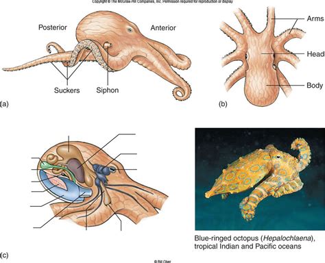 Cephalopoda Anatomy Image Review Diagram Quizlet