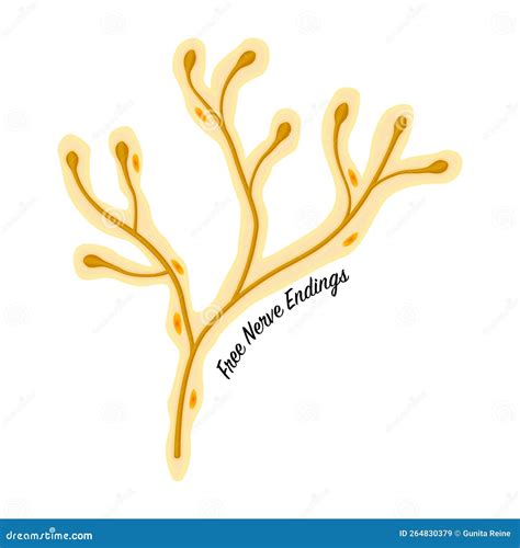 Free Nerve Endings Stock Vector Illustration Of Nervous 264830379
