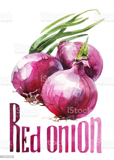 붉은 양파 손으로 그릴 수채화 엽서 스티커 백과사전 메뉴 요리 재료에 사용할 수 있습니다 라벨 커버 프린트용 스타일 디자인 붉은