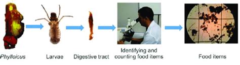 Stages In Studying Gut Contents Of Phylloicus Larvae Download