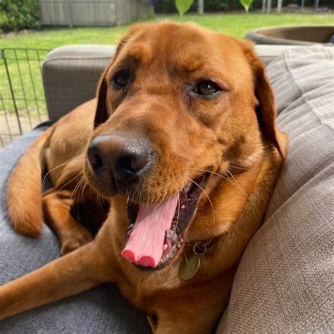 Lola My Lab Lola Threads Say More