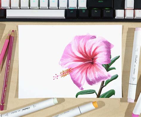 Pink Hibiscus Flower Drawing