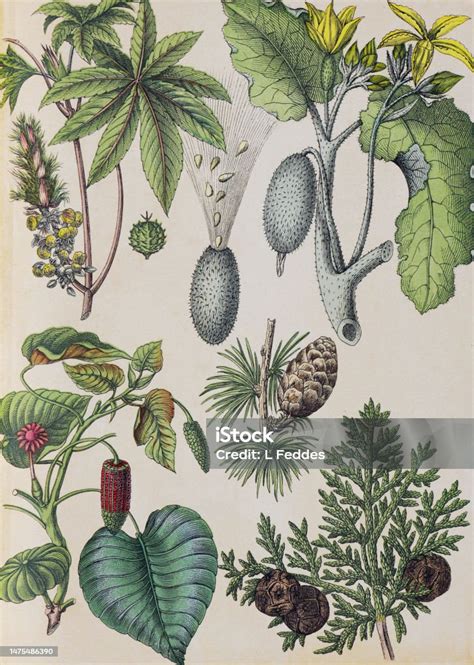 식물과 꽃 패턴입니다 유기 식물 수집입니다 복고풍 스타일의 식물 손으로 그린 빈티지 식물 그림 식물 손으로 그린 삽화 유럽 식물 자연 벽지 야생 식물 수집입니다 가스토르 콩