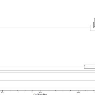 UPGMA Dendrogram Based On The Dice Similarity Coefficient Upon Analysis Download Scientific