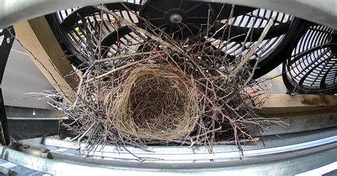 The Field Lab Nest Building