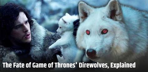 Gameofthrones Direwolf Deextinction Marketingstrategy Technews Pradeep Nainwal
