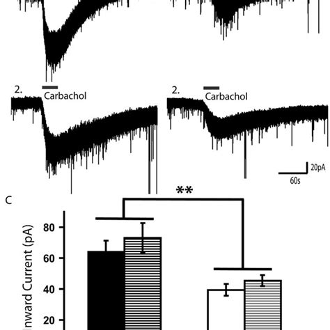 Developmental Sex Difference In Nicotinic Currents In Layer Vi Neurons Download Scientific