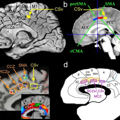 Location Of Human Csv In Relation To The Cingulate Motor Areas A Download Scientific Diagram