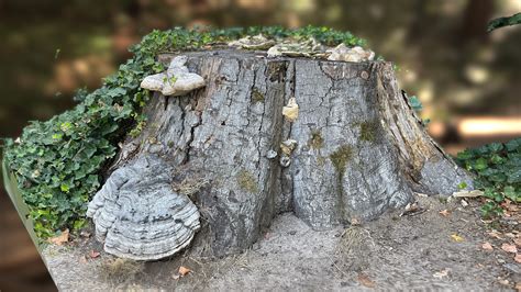 Tree Stump With Mushrooms Buy Royalty Free 3d Model By Bart Bartv 4a0f435 Sketchfab Store