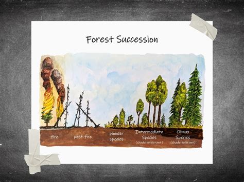 Forest Succession Poster Watercolor Print Of Forest Recovery After A