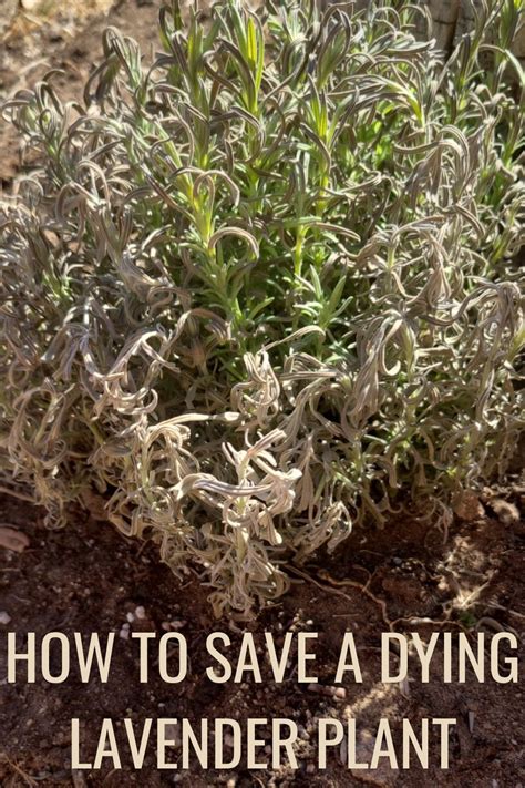Lavender Plant Feeding How To Fertilize Lavender Plants