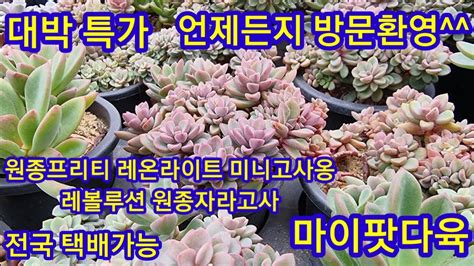마이팟다육 첫 눈에 반한 다육이들♡ 원종프리티 레볼루션 벽어연 레온라이트 원종자라고사 Youtube