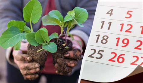 Ідеальний час для висаджування розсади капусти в ґрунт коли і як це робити Читайте на Ukr Net