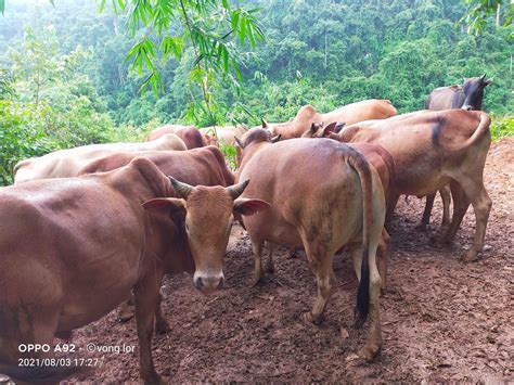 ຊື້ ຂາຍ ງົວ ແຂວງ ຫລວງພະບາງ Facebook