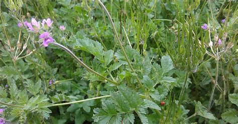 Can Anyone Tell Me What Type Of Weed This Is Small Purple Flowers With Stinging Nettles