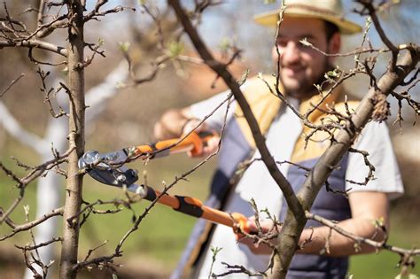 How To Prune A Tree Farming Hobby