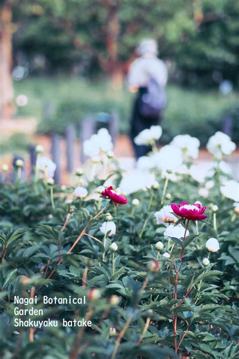 大阪長居植物園 GANREF