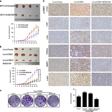 Cdk5 Erk5 Ap 1 Signaling Axis Could Promote Crc Carcinogenesis Both In