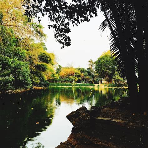Premium Photo Reflection Of Trees In Water Premium Photo Reflection Of Trees In Water