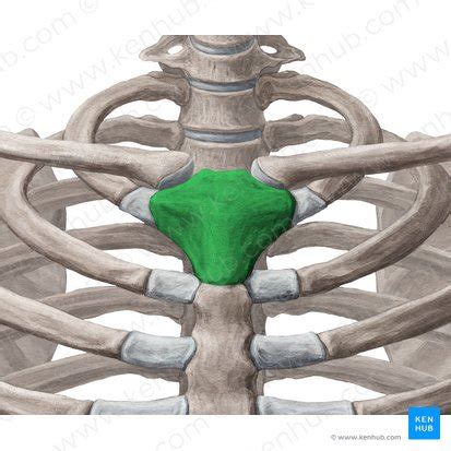 Manubrium Of Sternum Anatomy Structure And Attachments Kenhub