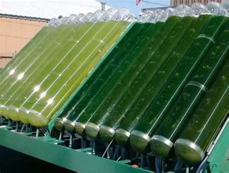Algae Biomass Increased By More Than 50 Percent Energy Magazine