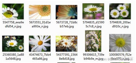 基于cnn模型实现花朵颜色分类代码mob6454cc7042a2的技术博客51cto博客