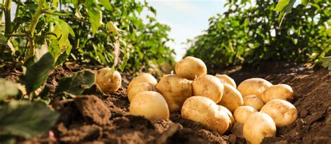 Potatoes And The Role Of Enhanced Efficiency Nitrogen Fertilizers