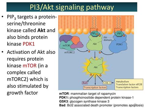 PPT Cell Signaling II Signal Transduction Pathways PowerPoint Presentation ID 4116658