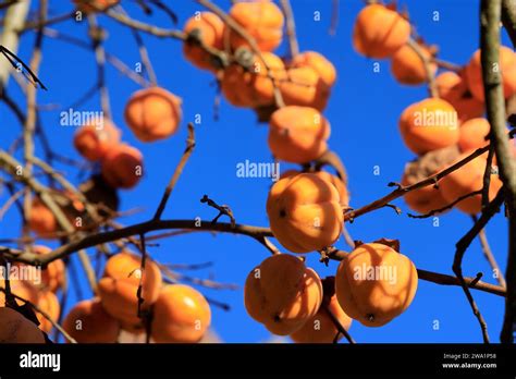 This Tree Is A Persimmon Tree Whose Fruit Is Persimmon Ripe Persimmons On A Persimmon Tree In