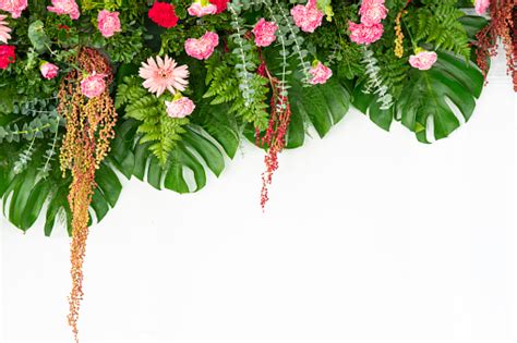 열대 잎과 꽃 단풍 식물 부시 꽃 배열 자연 흰색 배경에 고립 클리핑 경로 포함 0명에 대한 스톡 사진 및 기타 이미지 0명 관다발 식물 기념일 Istock